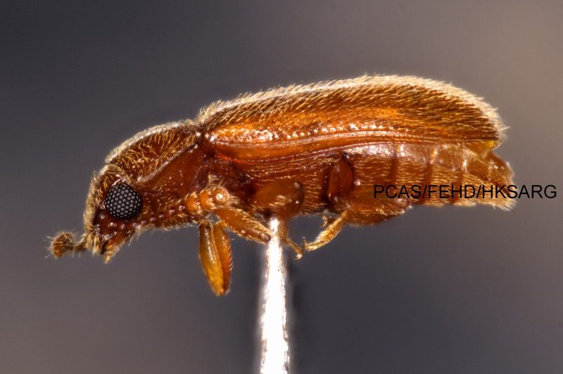 褐蕈甲 Cryptophilus integer